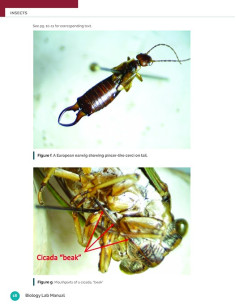 Biology for Life Lab Manual