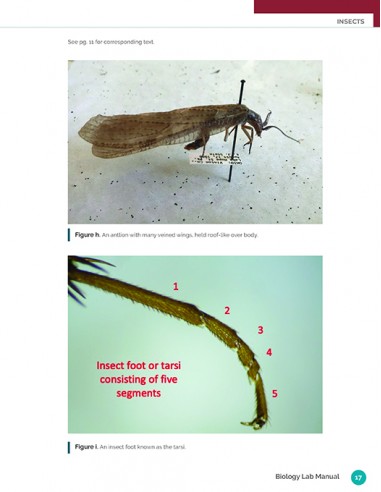 Biology for Life Lab Manual